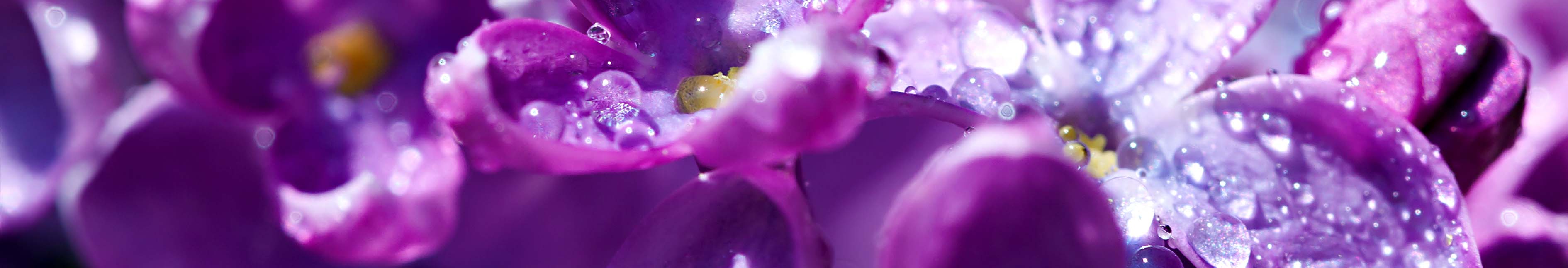 lilac-dew – PDH PSICOLOGIA